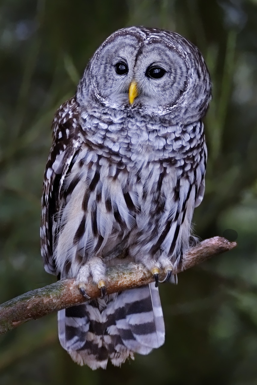 Owls Who Fly with Broken Wings | The Animal Communicator Blog