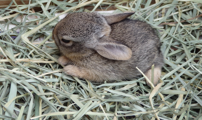 Multidimensional Lizard Connection | The Animal Communicator Blog